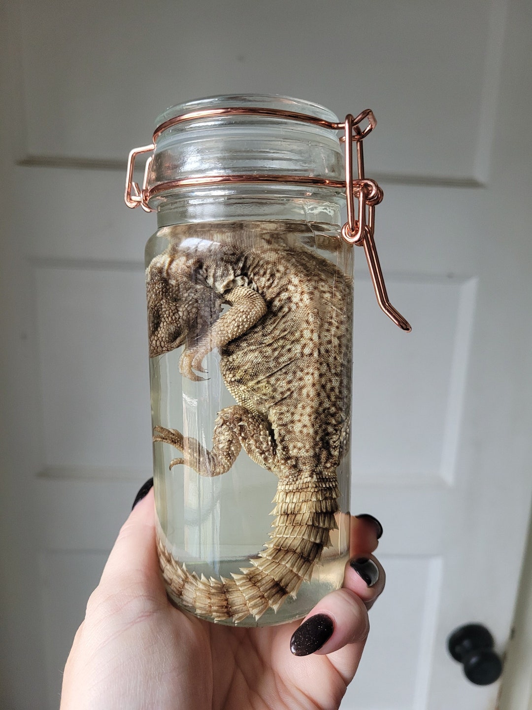 Beautiful Uromastyx Lizard Wet Specimen. Formalin Fixed. Reptile ...