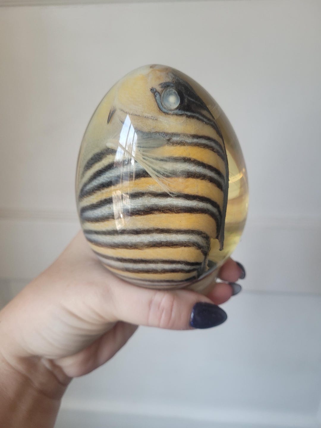 Choice of 2 Regal Angelfish Formalin Fixed Wet Specimens in an Egg ...