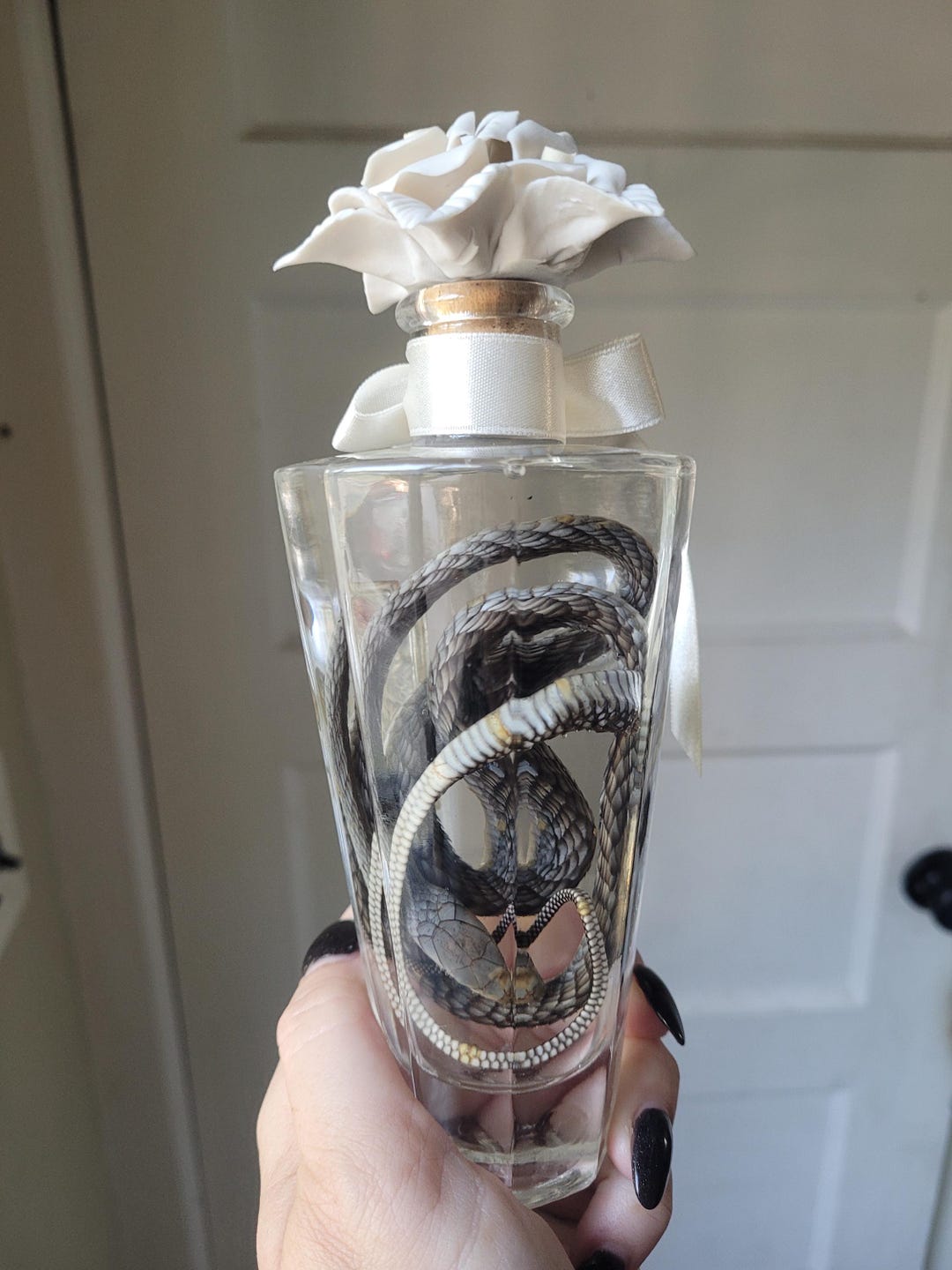 Rare Venomous Green Mamba Wet Specimen in Vintage Perfume Bottle With ...