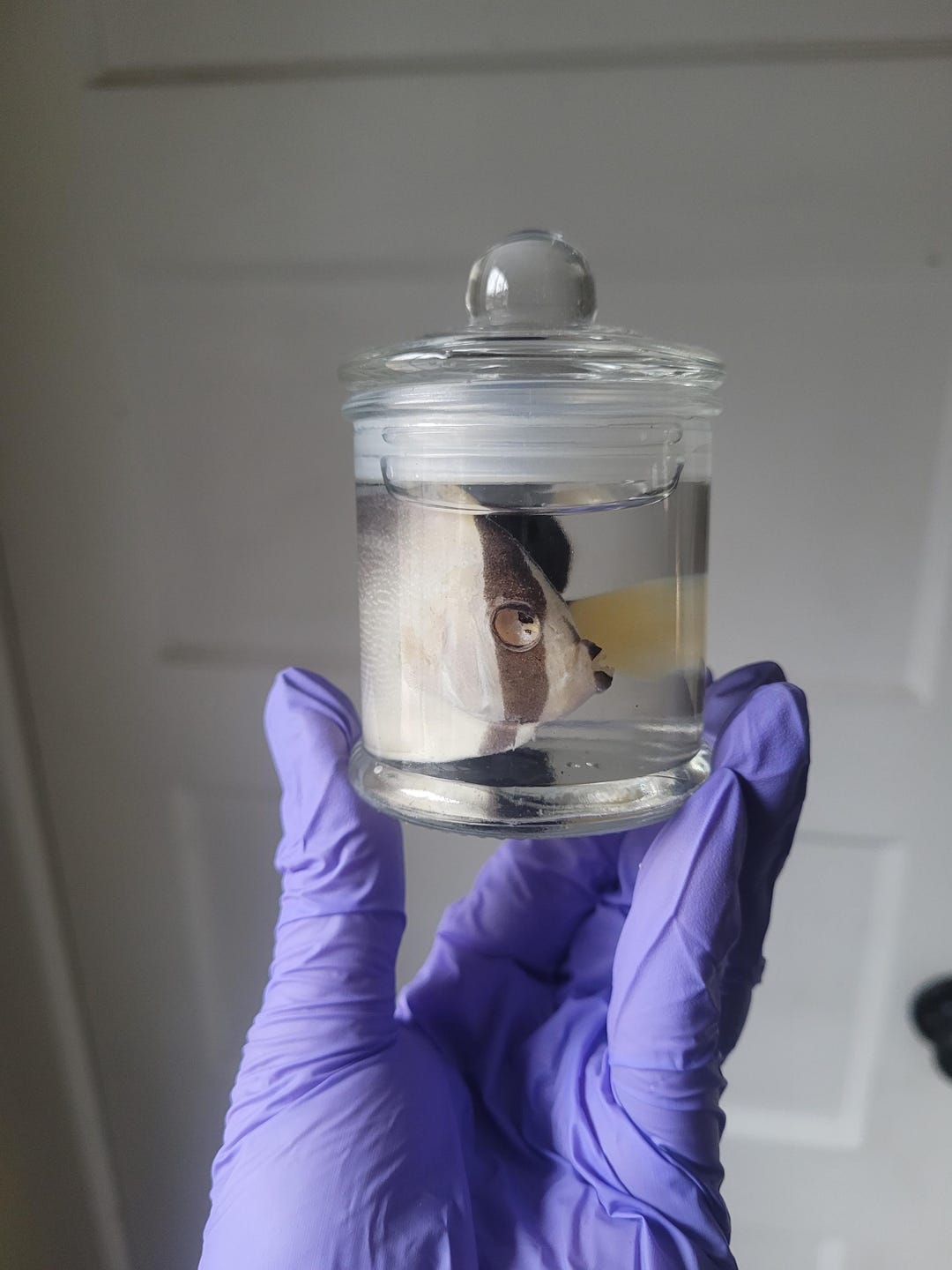 Cream Angelfish Formalin Fixed Wet Specimen. Taxidermy. Oddities ...