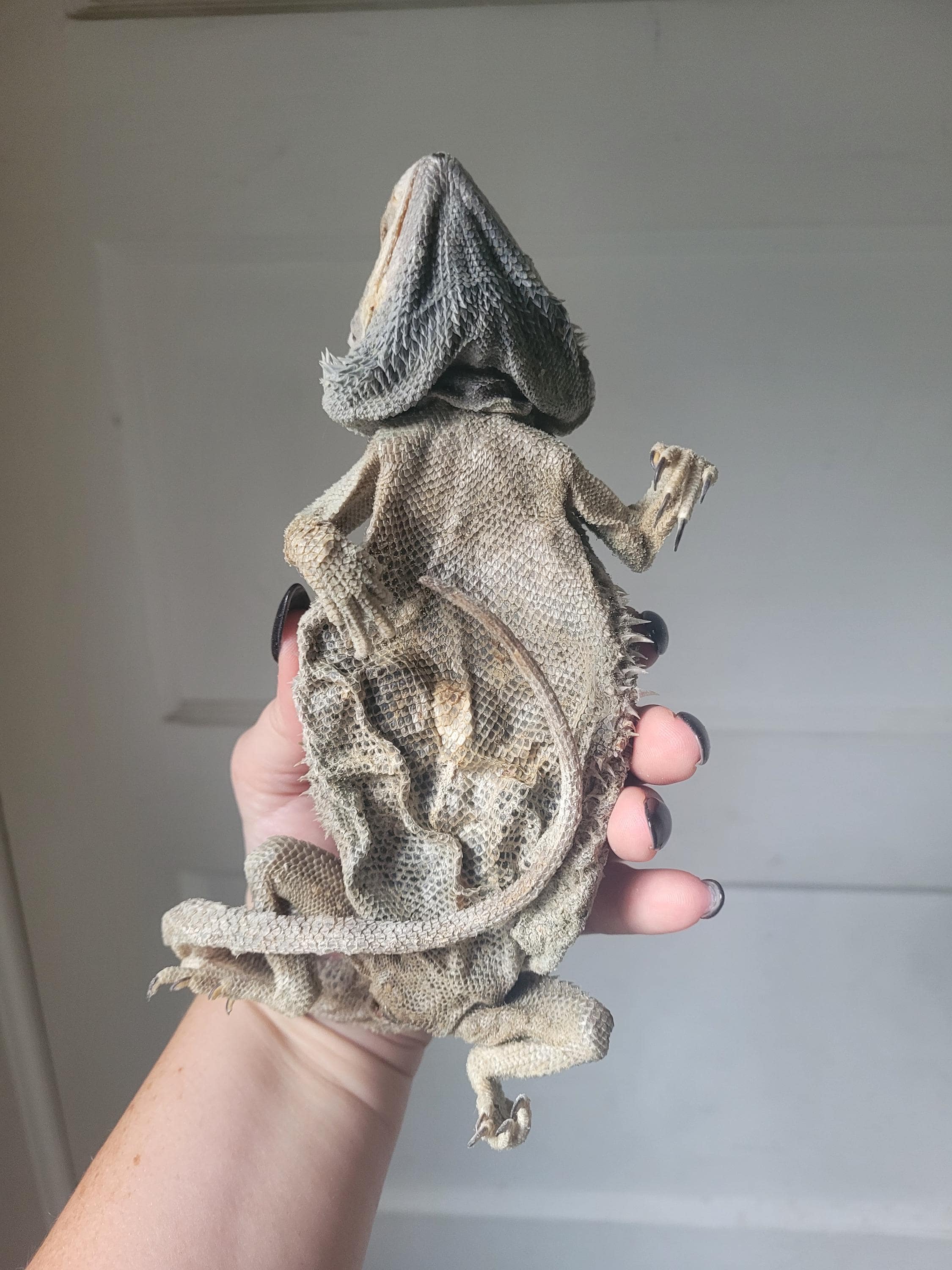 Mummified Bearded Dragon Taxidermy Oddities. Curiosities Reptile ...