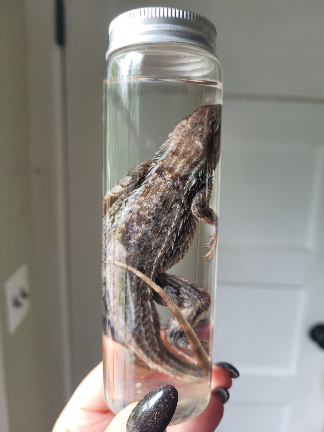 Texas Spiny Lizard. Formalin Fixed Wet Specimen. Lizard. Taxidermy ...