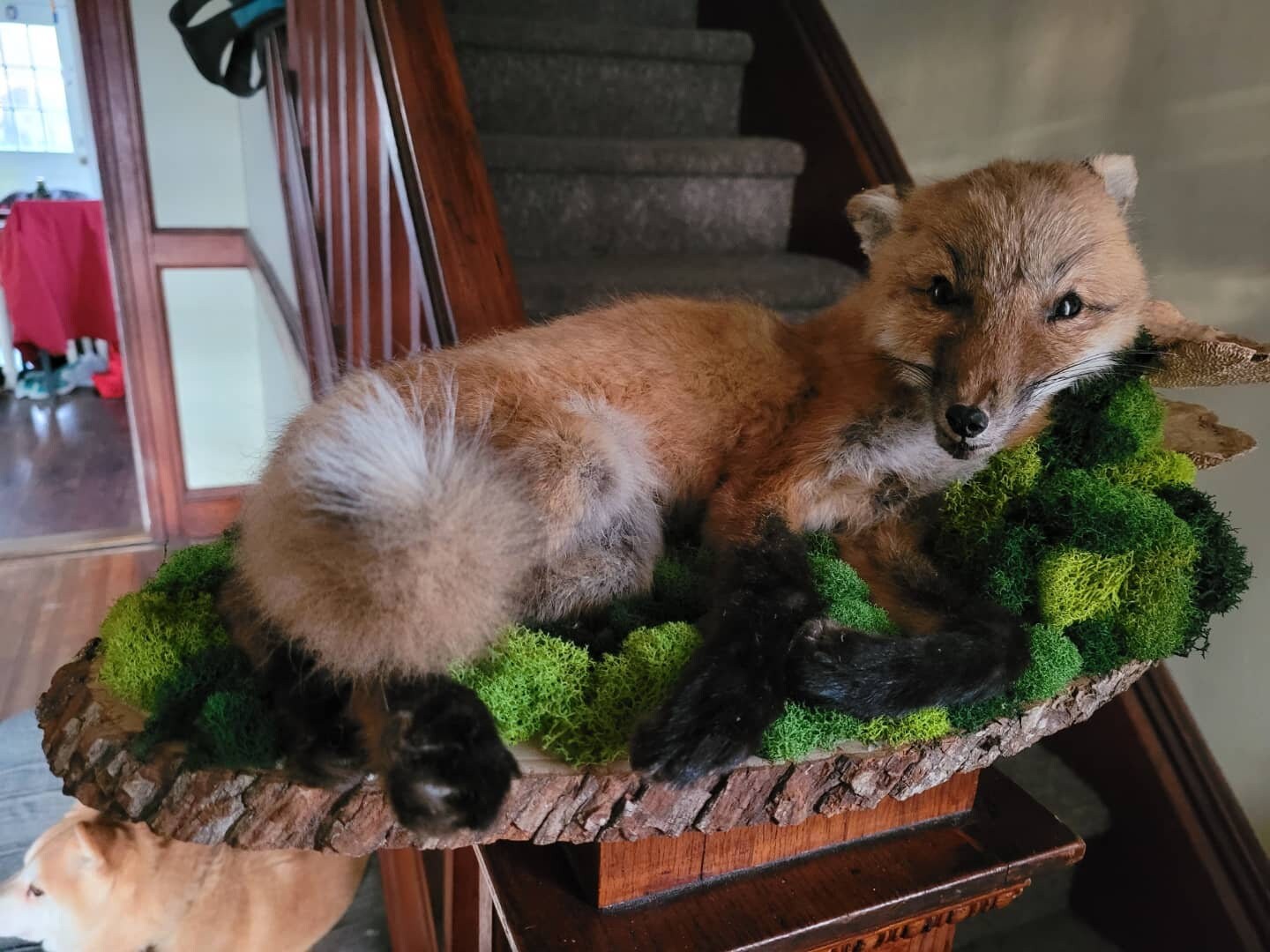 oddities Mummified Juvenile Red fox display with reindeer moss and ...