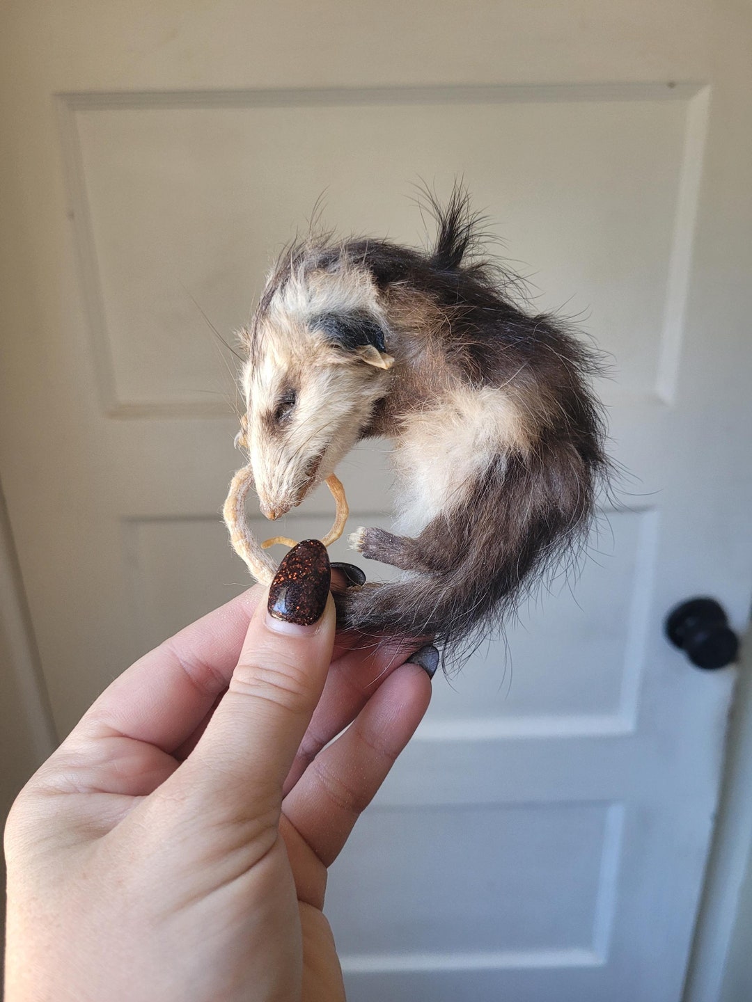 Mummified Juvenile Opossum. Oddities. Curiosities. Taxidermy. Mummy - Etsy
