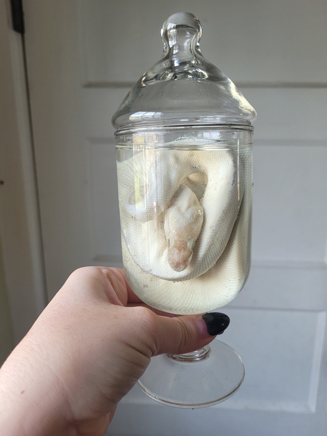 Blue Eyed Lucy Luecistic BEL Ball Python Formalin Fixed Wet Specimen in ...