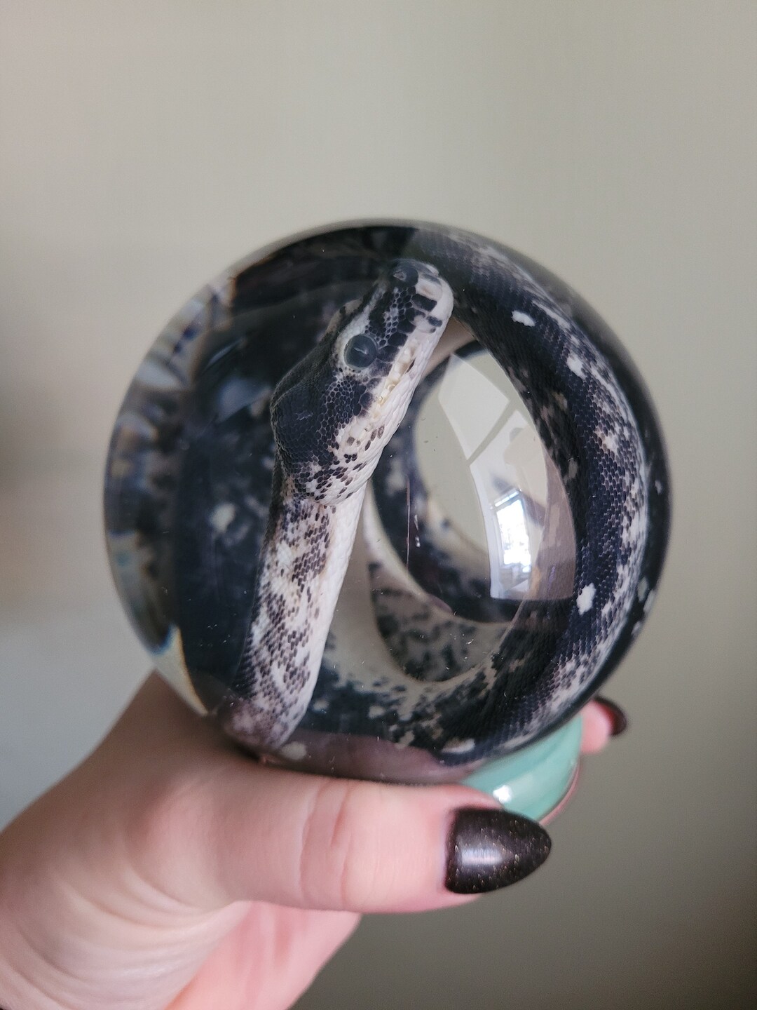 Green Tree Python Formalin Fixed Wet Specimen in a Glass Snow Globe. Taxidermy. Oddities ...