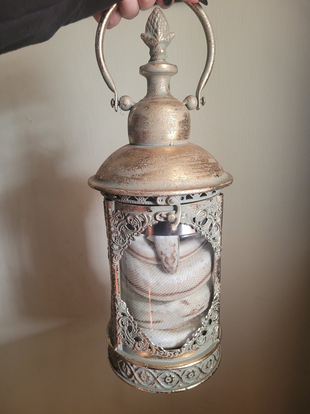 Beautiful Ball Python Wet Specimen in an XL Ornate Style Lantern ...