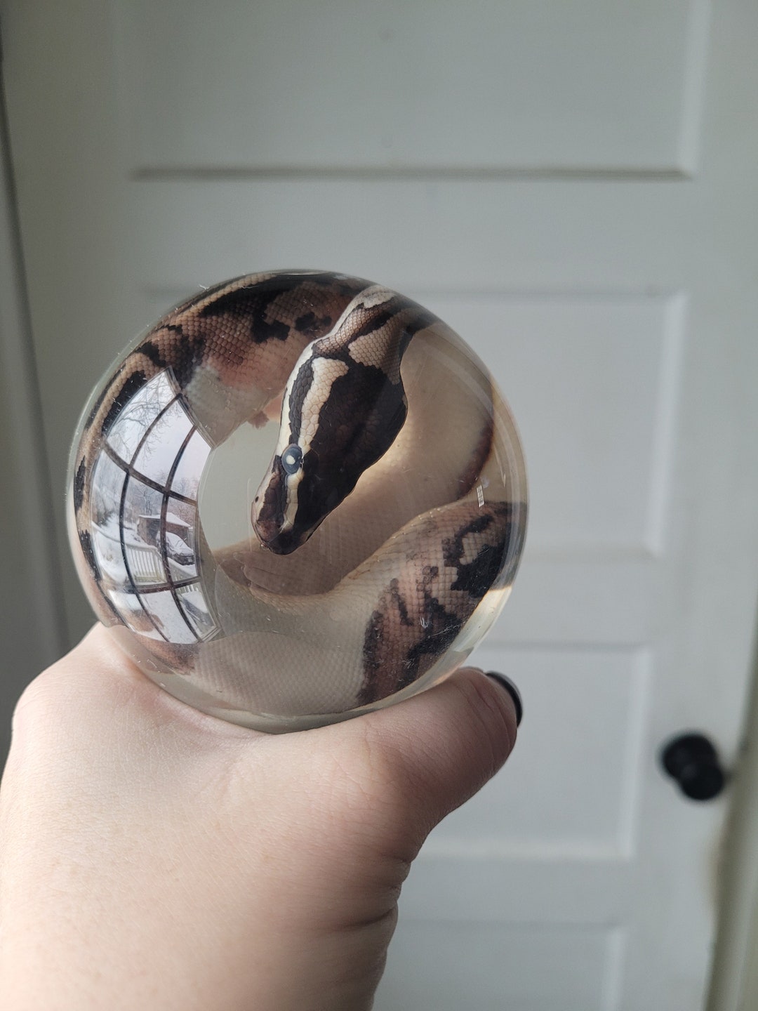 Piebald Ball Python Formalin Fixed Wet Specimen Globe Taxidermy ...