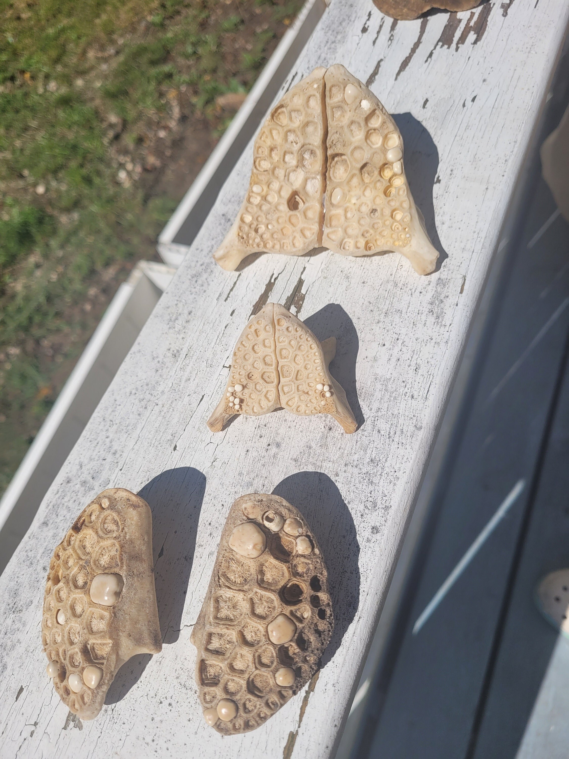 Freshwater Drum Teeth