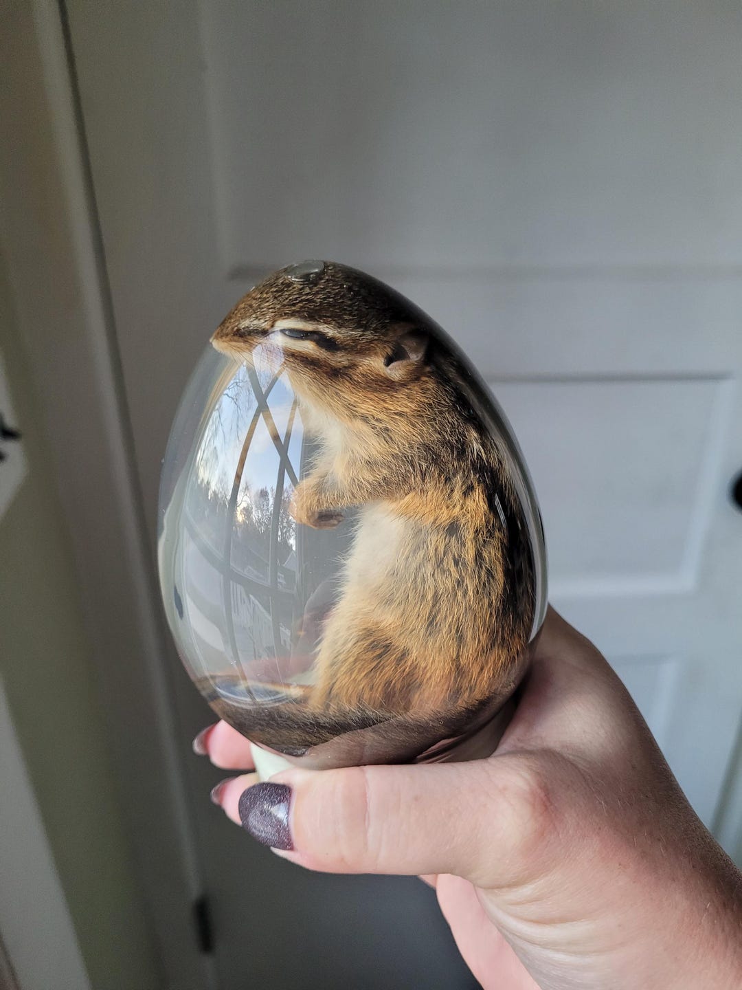 Adult Chipmunk Wet Specimen in a Vintage Egg Shaped Snow Globe ...