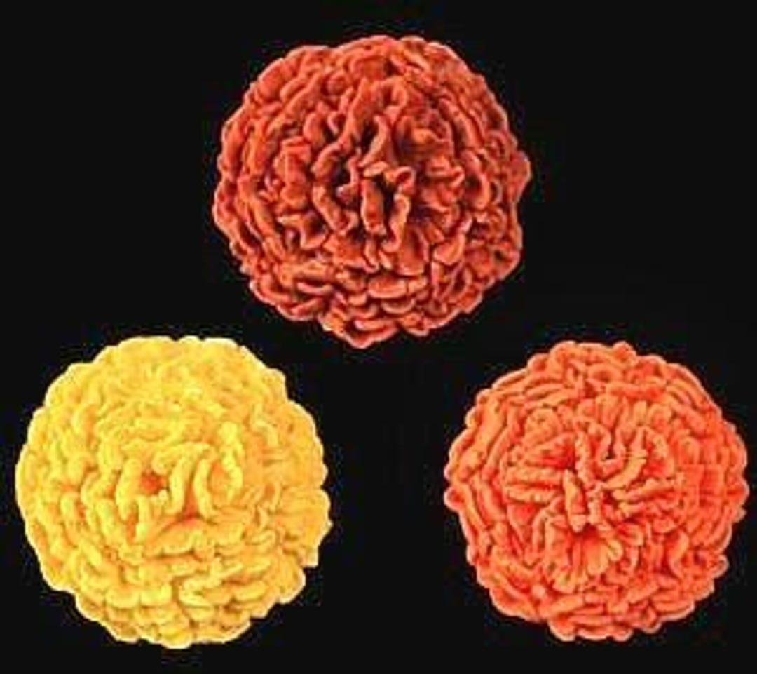 MARIGOLDS Three GUM PASTE Yellow, Rust, Orange Flower, Flower Cake ...