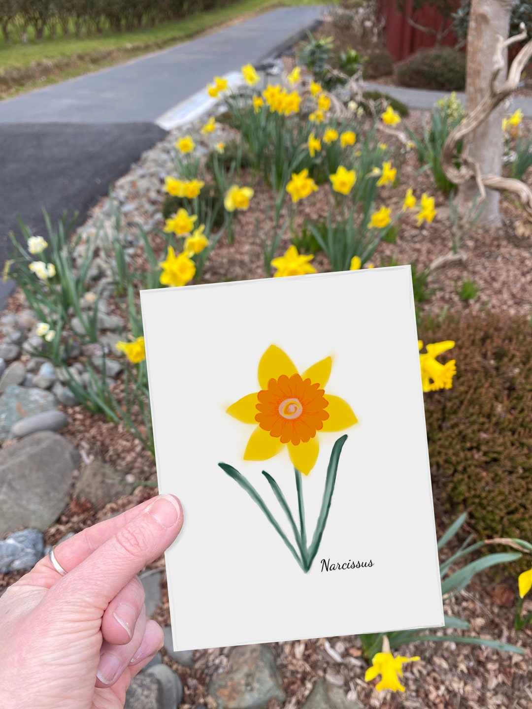 Daffodil Flower Narcissus Botanical Note Card, Blank Inside - Etsy.de