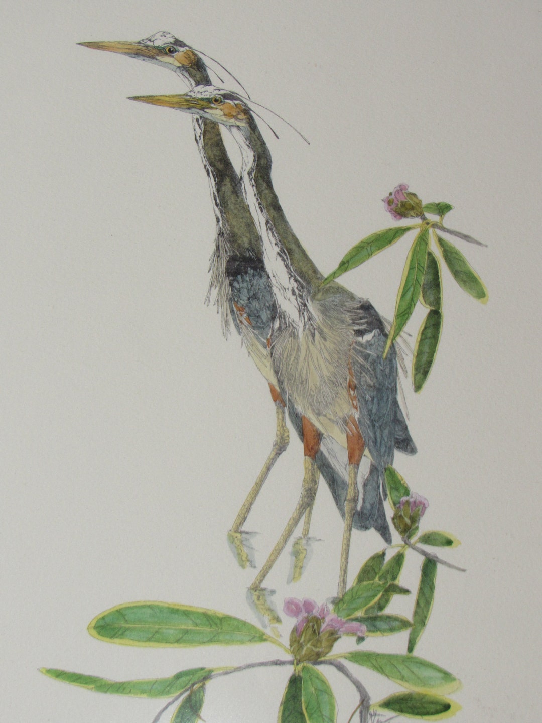 Vintage Blue Heron Watercolor, Signed Limited Edition, 1980s - Etsy