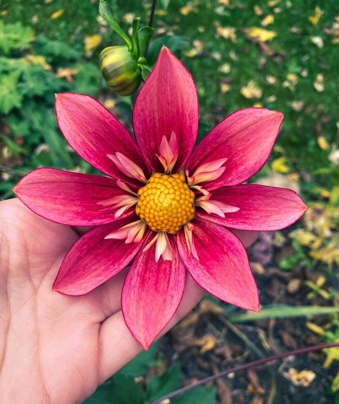 Red Collarette Dahlia From Seed Tubers - Etsy