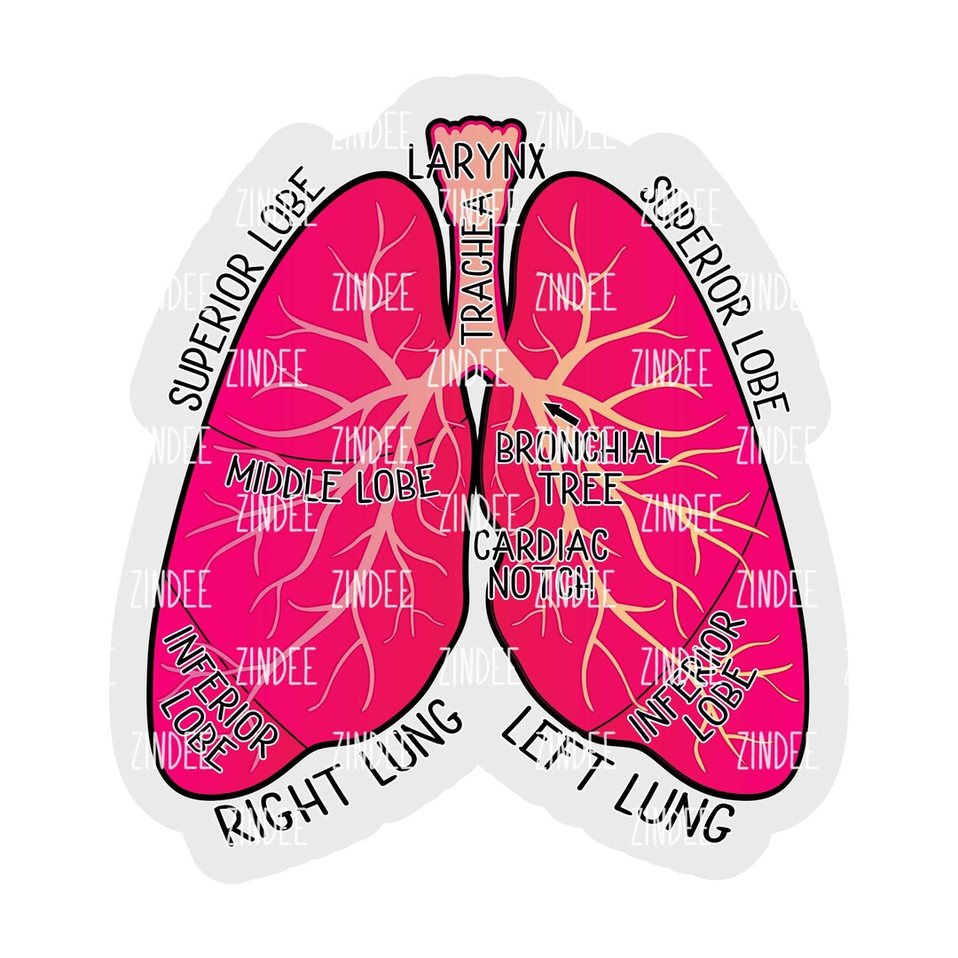 Labeled Anatomical Lungs Acrylic BLANK and Matching UVDTF Sticker (2 ...