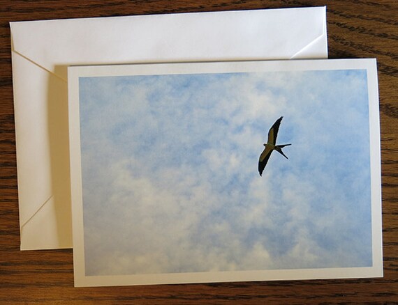 Swallow Tailed Kite Bird in Sky Split Tail Bird Photo Card | Etsy