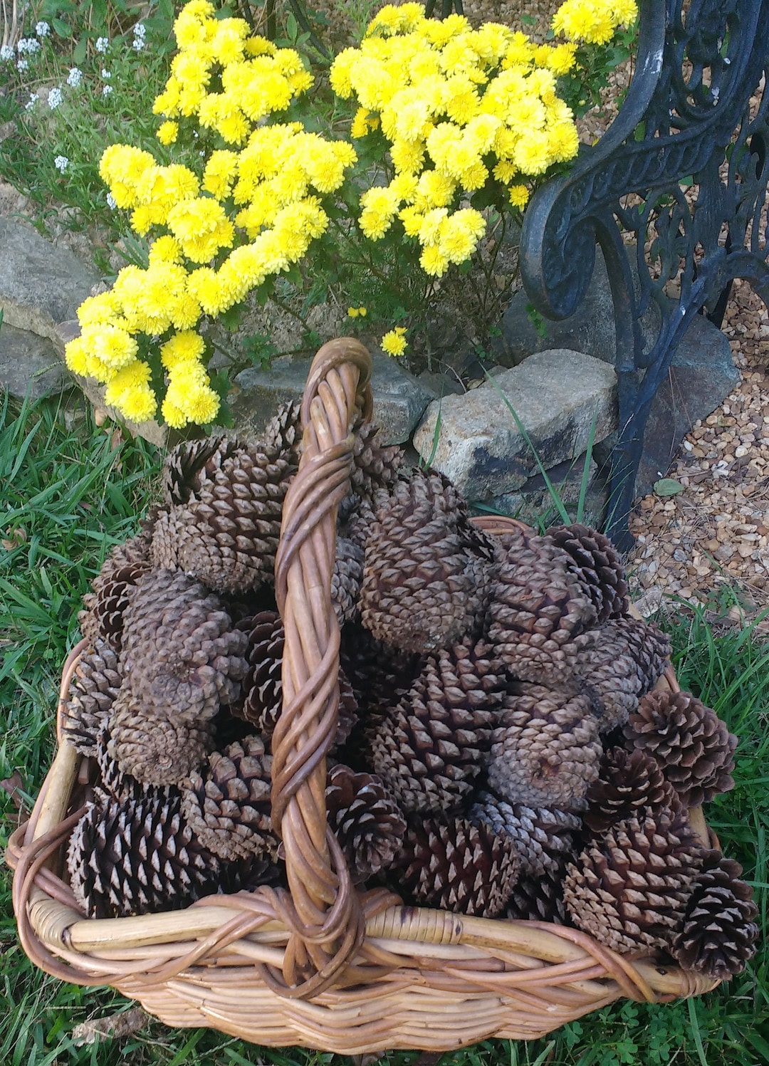 LARGE 5" Pine Cones Nature Art Rustic Wedding Decor Wreaths Centerpiece ...