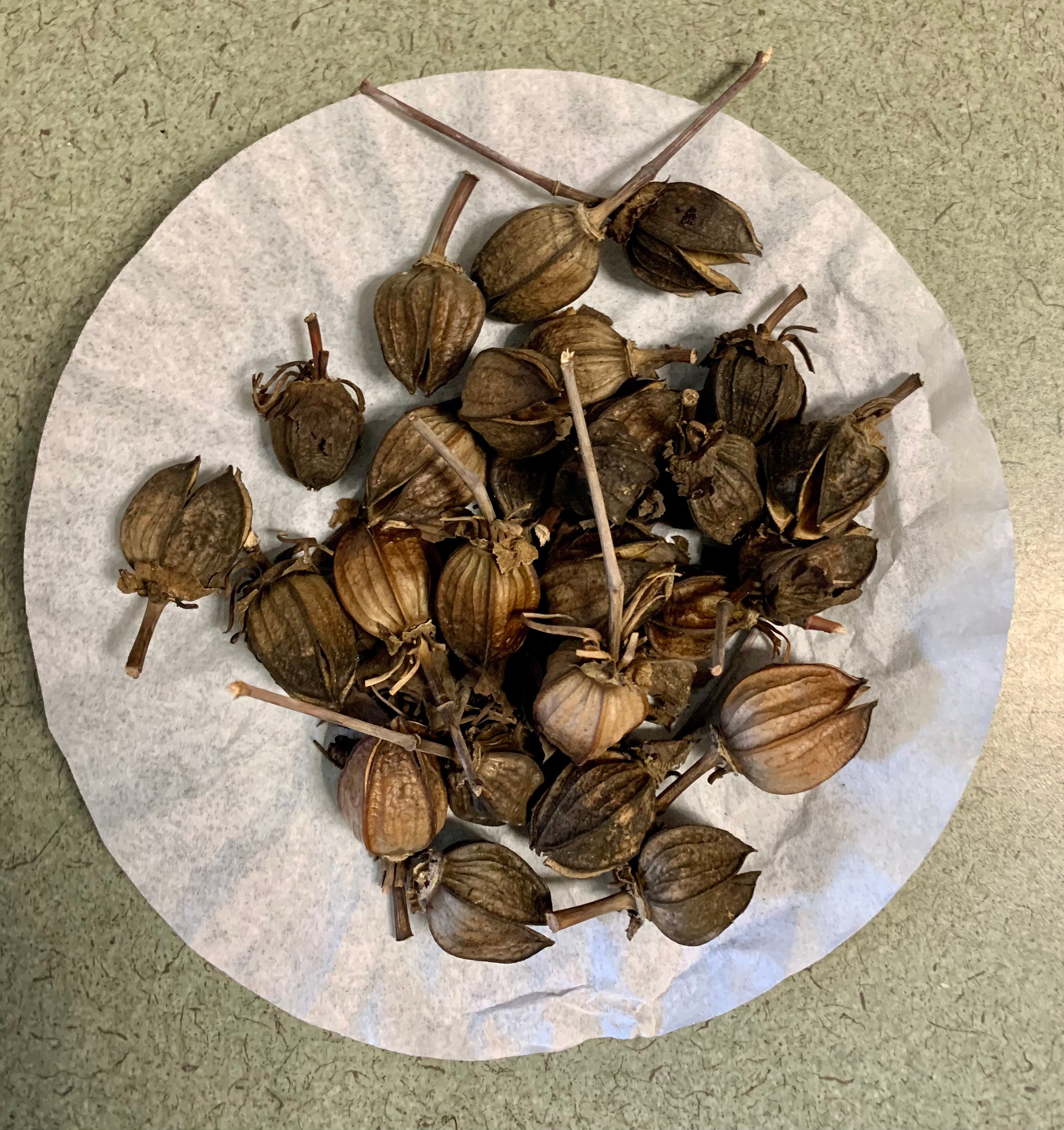 15 Fresh Flower Seeds Texas Star Swamp Hibiscus Large Red Flowers ...