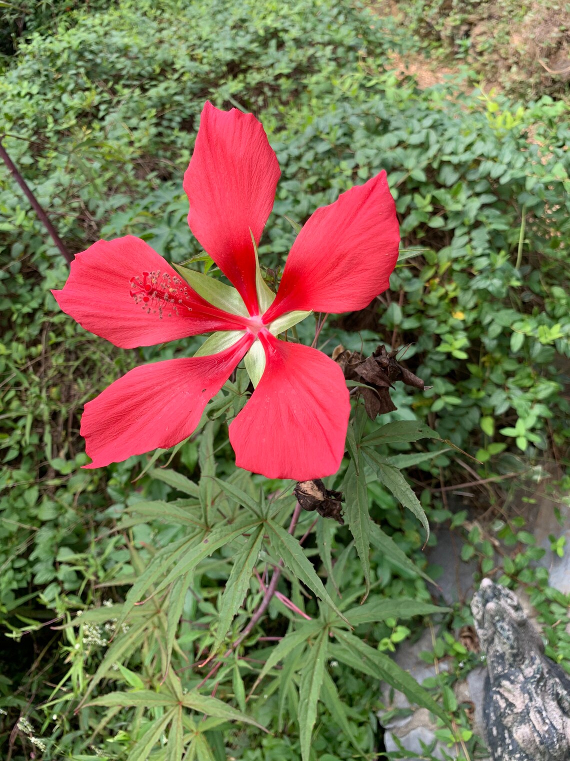 15 Fresh Flower Seeds Texas Star Swamp Hibiscus Large Red Flowers ...