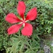 15 Fresh Flower Seeds Texas Star Swamp Hibiscus Large Red Flowers ...