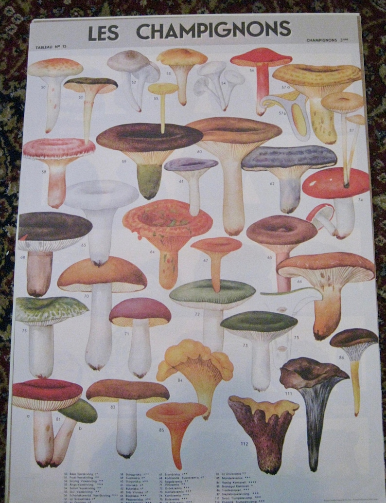 Cavallini "les Champignons" Decorative Paper, Gift Wrap, Poster - Brand ...