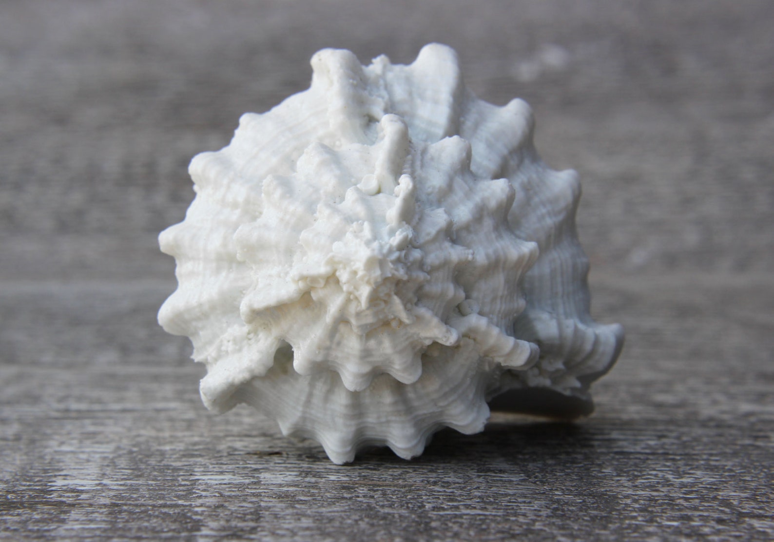 Shell Knobs Beach Knobs and Pulls Beach House White Knobs - Etsy