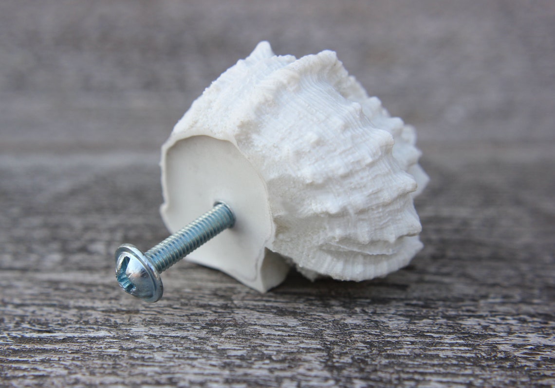 Shell Knobs Beach Knobs and Pulls Beach House White Knobs - Etsy