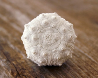 Beach House Cupboard Knobs Drawer Knobs Cabinet Knobs Dresser Knobs Decorative Knobs Kitchen ...