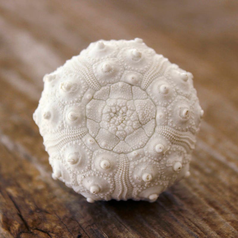 Kitchen Hardware Beach - Etsy UK