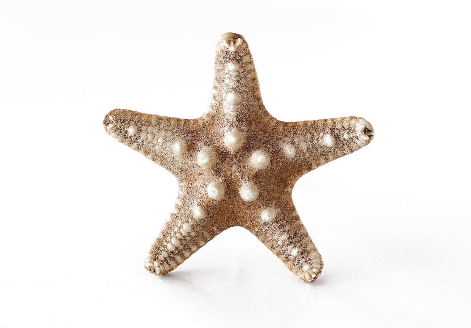 Starfish Cabinet Beach House Cupboard Knobs Drawer Knobs Decor Decorative Knobs Kitchen Pulls ...