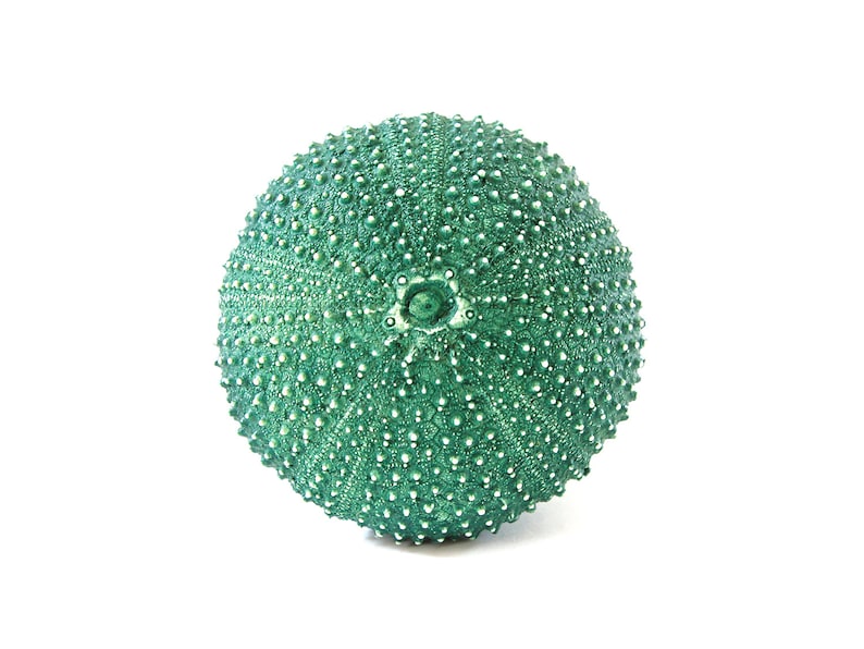 Beach House Cupboard Knobs Drawer Knobs Cabinet Knobs Dresser Knobs ...