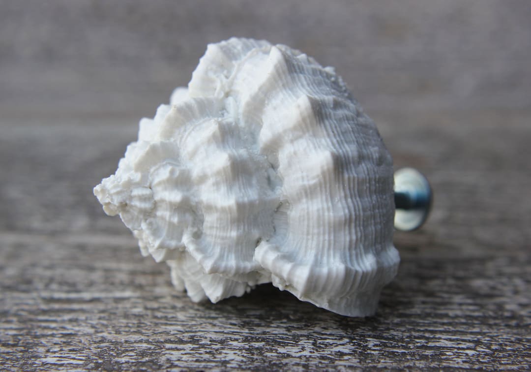 Shell Knobs Beach Knobs and Pulls Beach House White Knobs Drawer Knobs Cabinet Knobs Kitchen ...