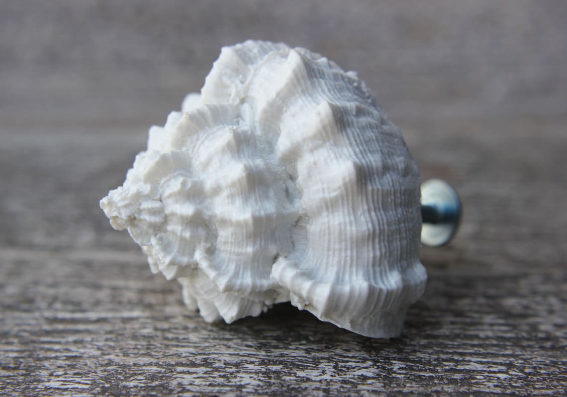 Shell Knobs Beach Knobs and Pulls Beach House White Knobs - Etsy
