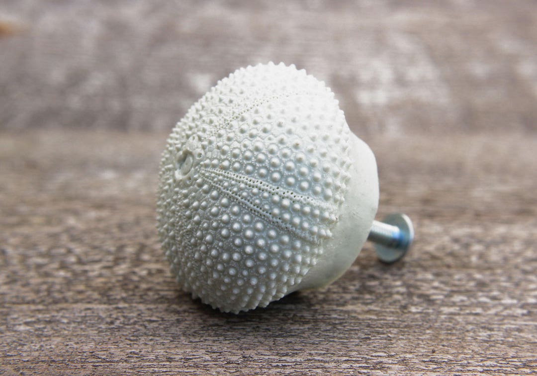 Sea Urchin Shell Knobs and Pulls Drawer Handles . Ideal for Your Beach and Coastal House ...