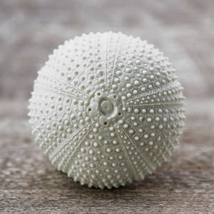 Sea Urchin Shell Knobs and Pulls Drawer Handles . Ideal for Your Beach and Coastal House ...