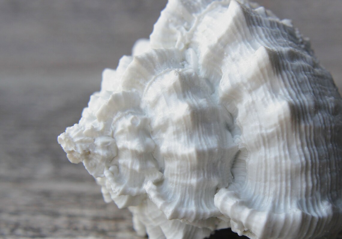 Shell Knobs Beach Knobs and Pulls Beach House White Knobs - Etsy