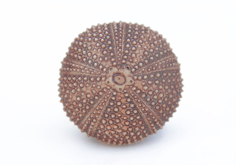 Beach House Unique Knobs Cabinet Pulls Drawer Handles and Pulls Dresser Pulls Dresser Hardware ...