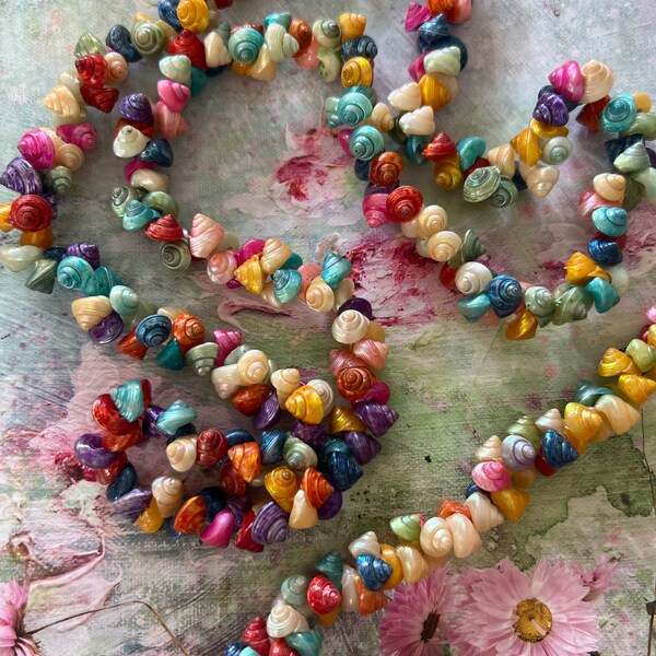 Trochus Shell - Etsy