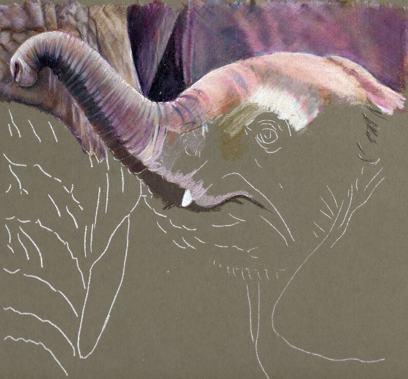 BABY ELEPHANT - Original Coloured Pencil Portrait - 8" X 8" With Double ...