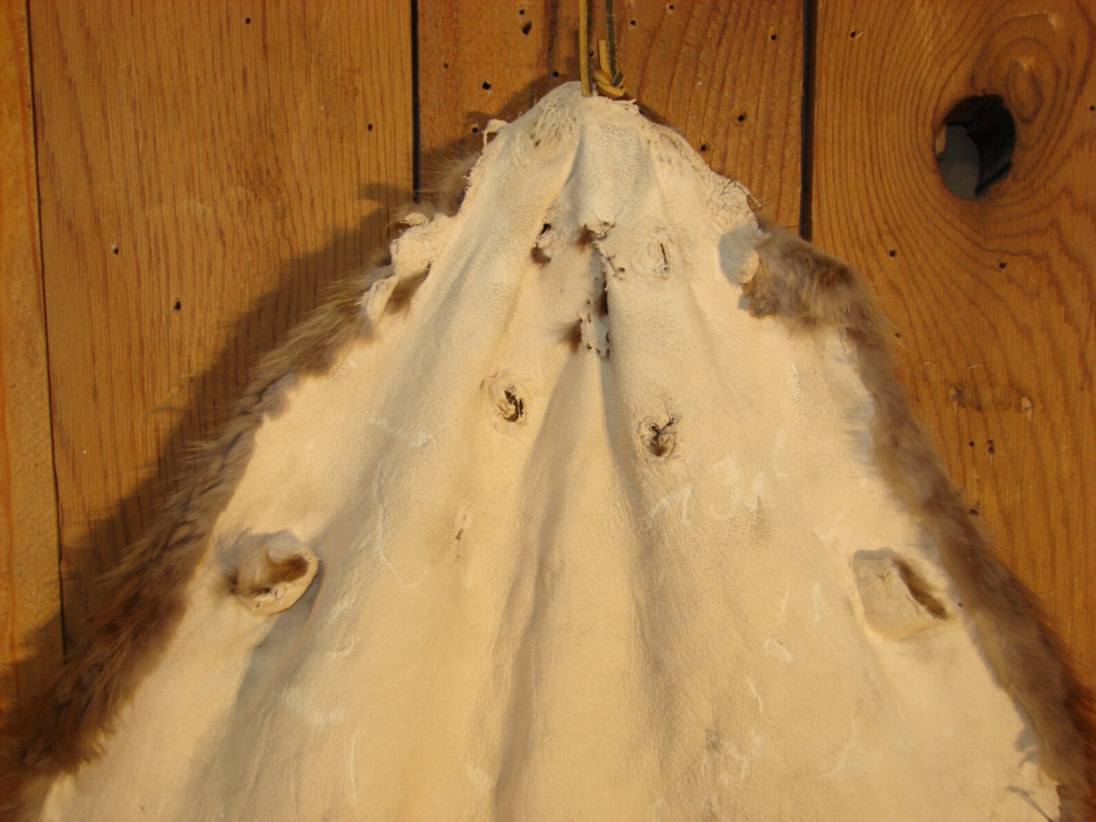 Beaver Pelt 13-059 Taxidermy Fur Animal Rug Tanned Hide - Etsy