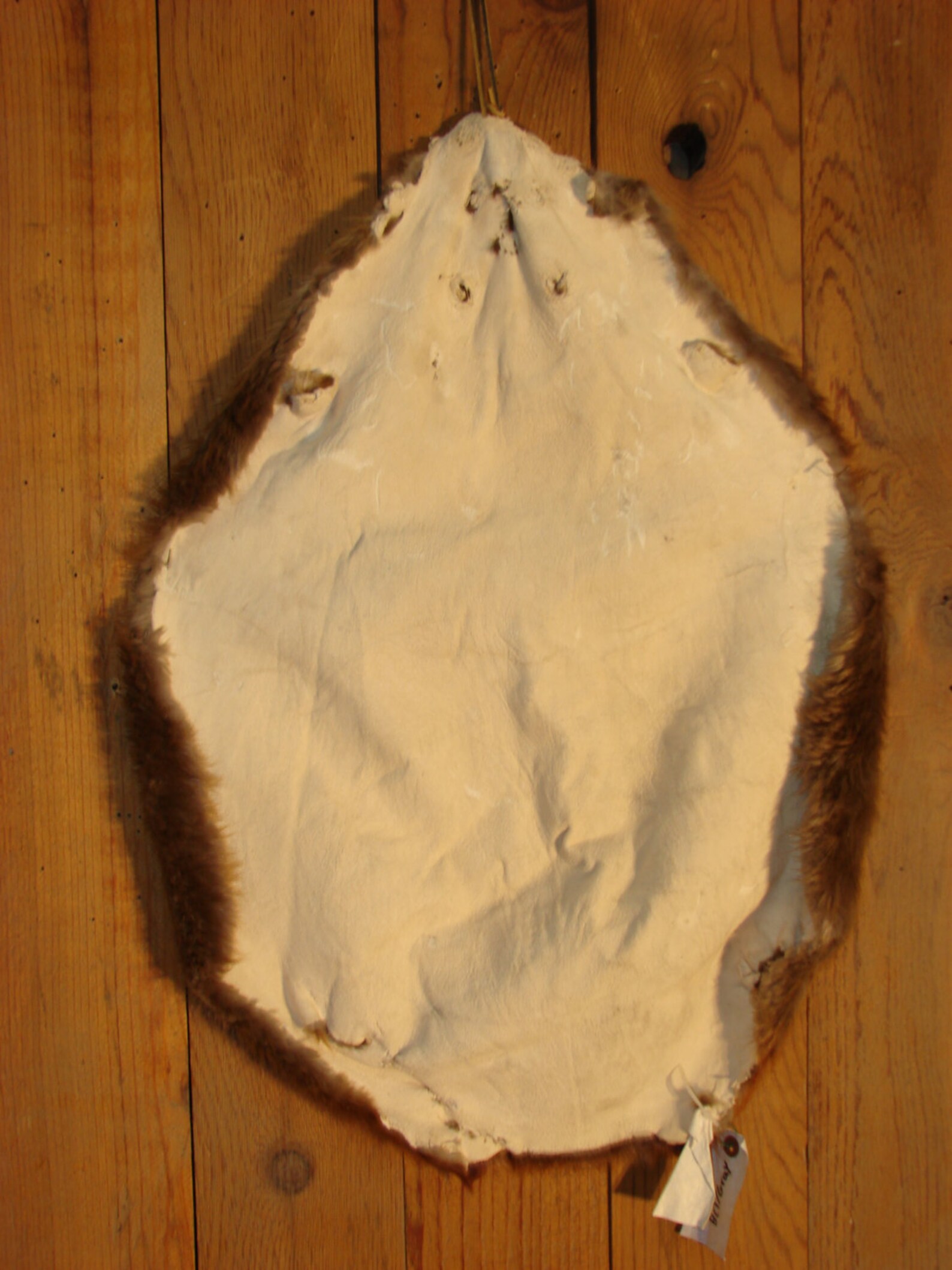 Beaver Pelt 13-059 Taxidermy Fur Animal Rug Tanned Hide - Etsy