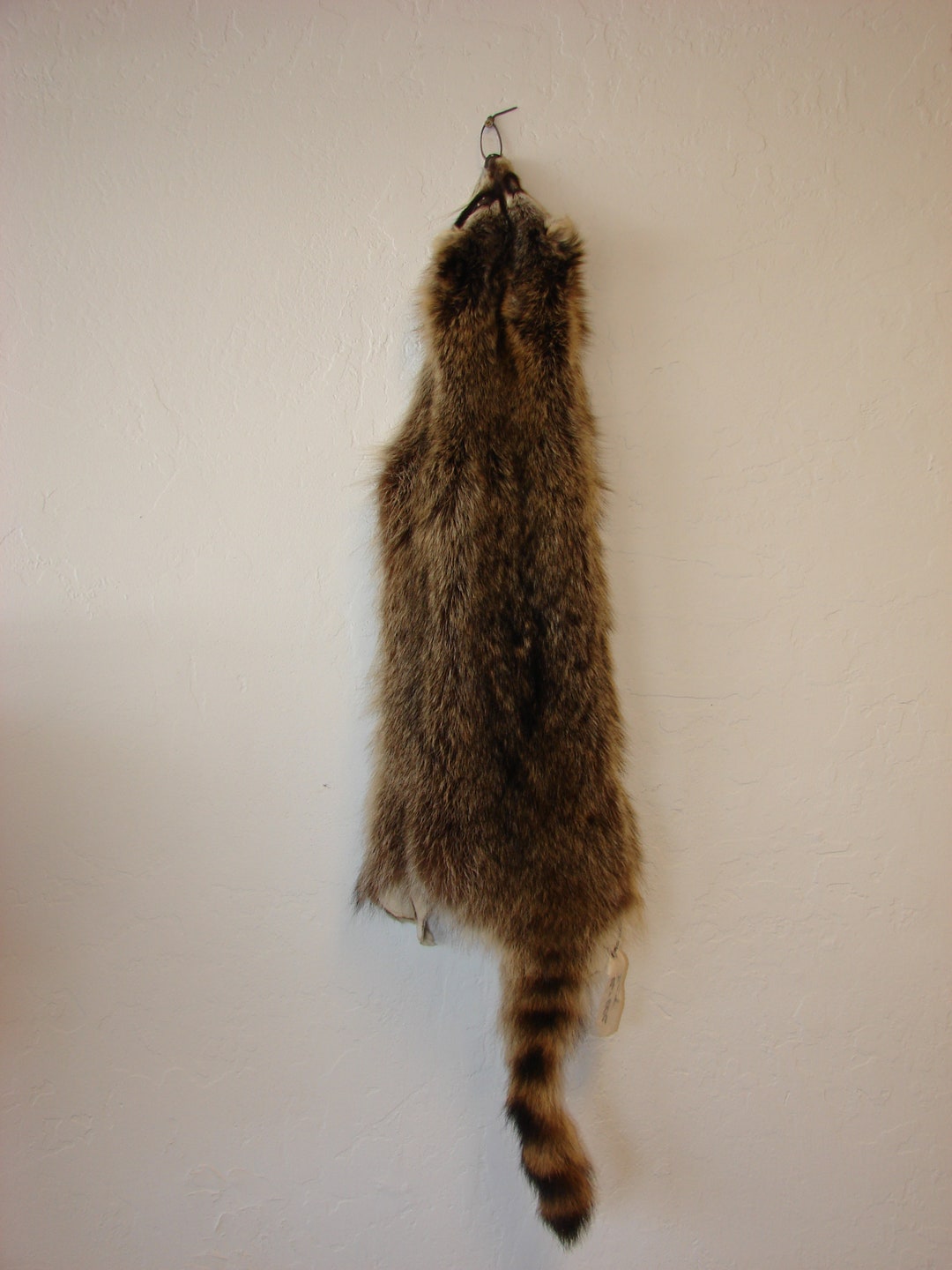 Raccoon Pelt 16-006 Taxidermy, Tubed Furs, Small Animal Pelts, Animal ...