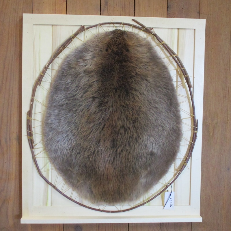 Beaver Pelt - Etsy