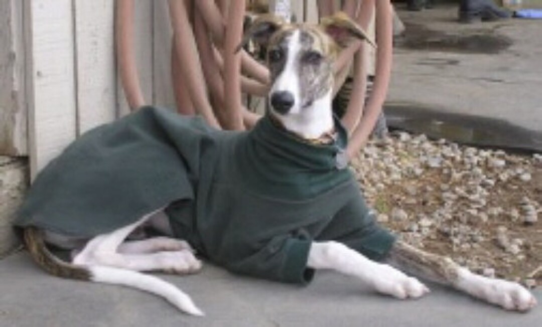 MEDIUM Any Solid Colored 2 Leg Whippet Medium Size Fleece Dog Jammie PJ ...