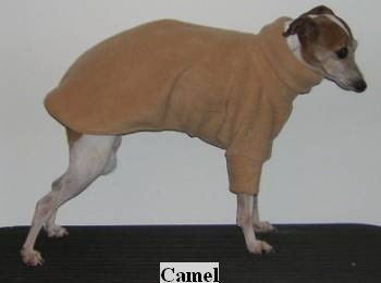 SMALL Custom Made Your Choice Solid Color Italian Greyhound Chinese ...