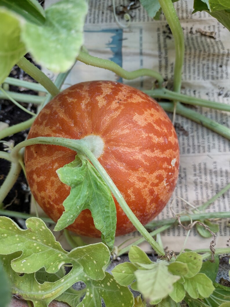 Tigger Melon Seeds - Organic Rare Variety - Etsy