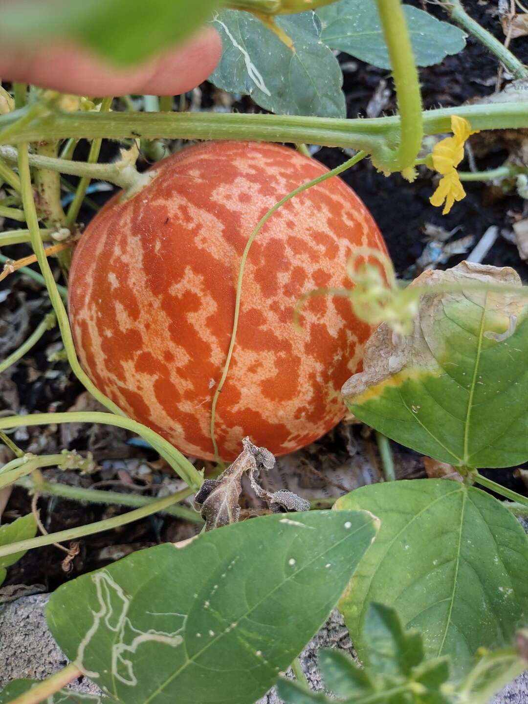 Tigger Melon Seeds - Organic Rare Variety - Etsy