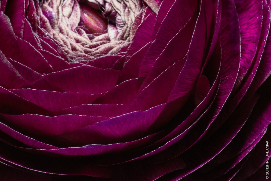 Ranunculus II | Macro Flower Photography, Flower Photography, Botanical ...