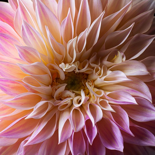 Flower Photography - Etsy