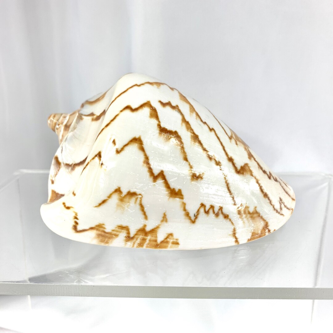 Large Vintage Cymbiola Noble Volute Nobilis Collectible Seashell - Etsy